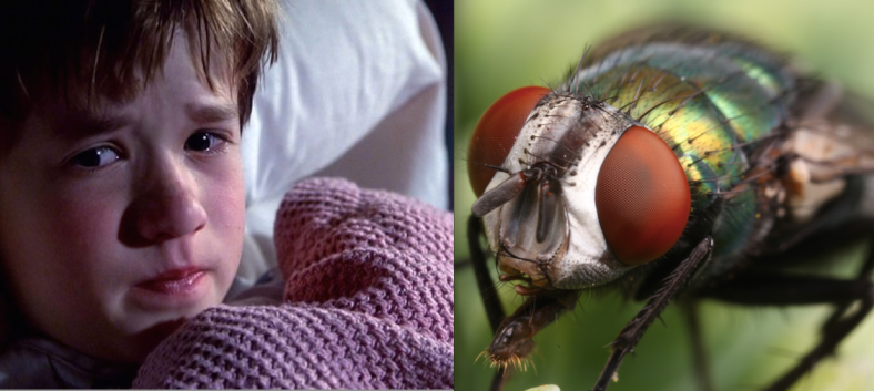 The Beginning of the End: How Blow Flies find Corpses | BRODIE BUG LAB