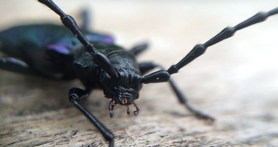 Beetle Trapping Expedition | BRODIE BUG LAB