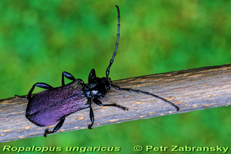 Beetle Trapping Expedition | BRODIE BUG LAB