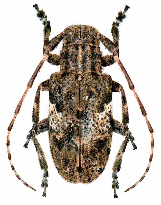 Bugs in the BIG Apple (BLOG) | BRODIE BUG LAB