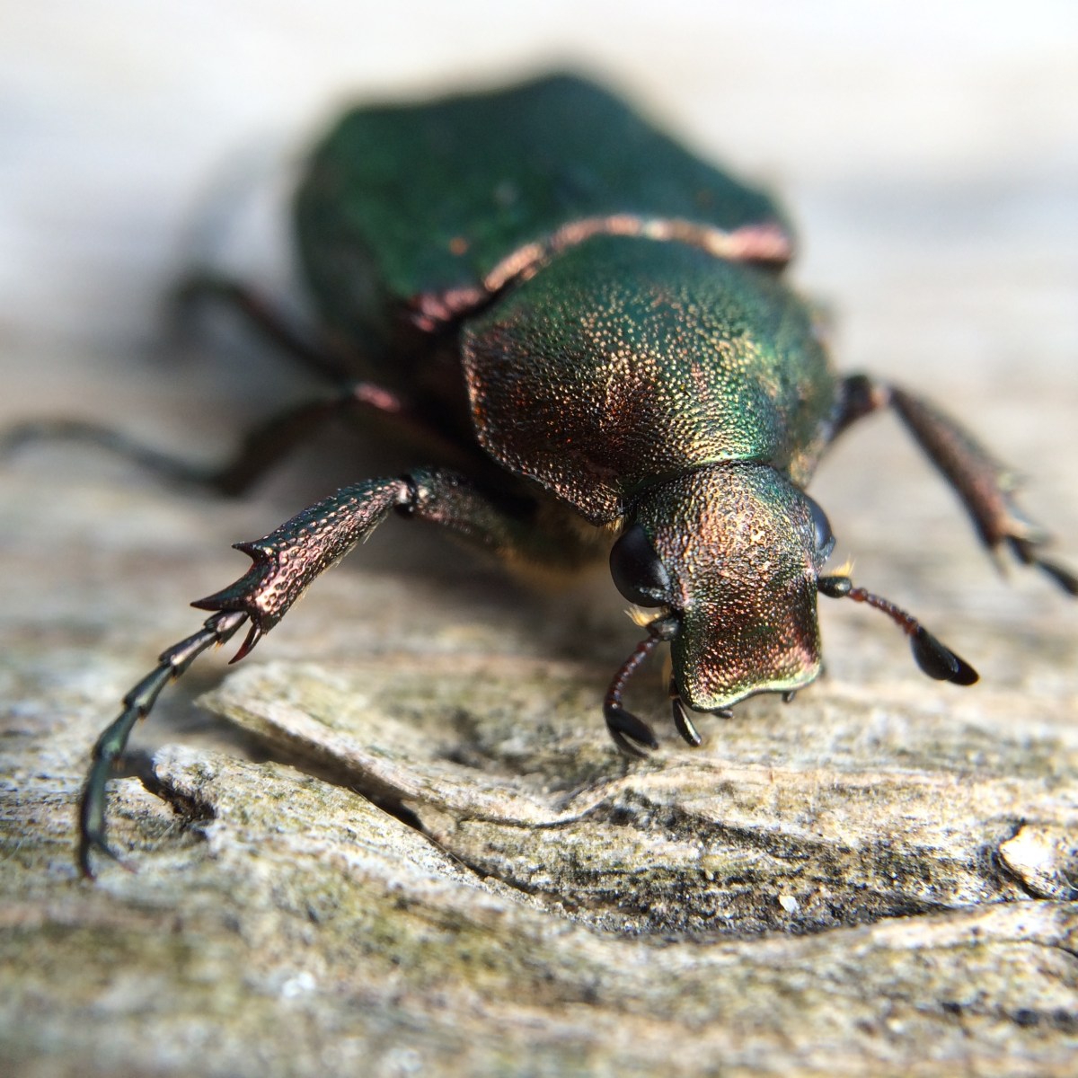 9 out of 10 Noble Chafers Agree… | BRODIE BUG LAB