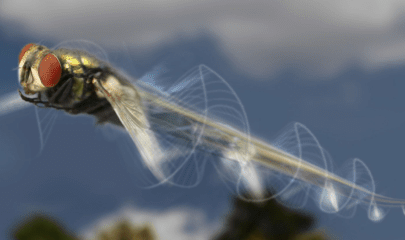 #FlashingWingbeats | BRODIE BUG LAB