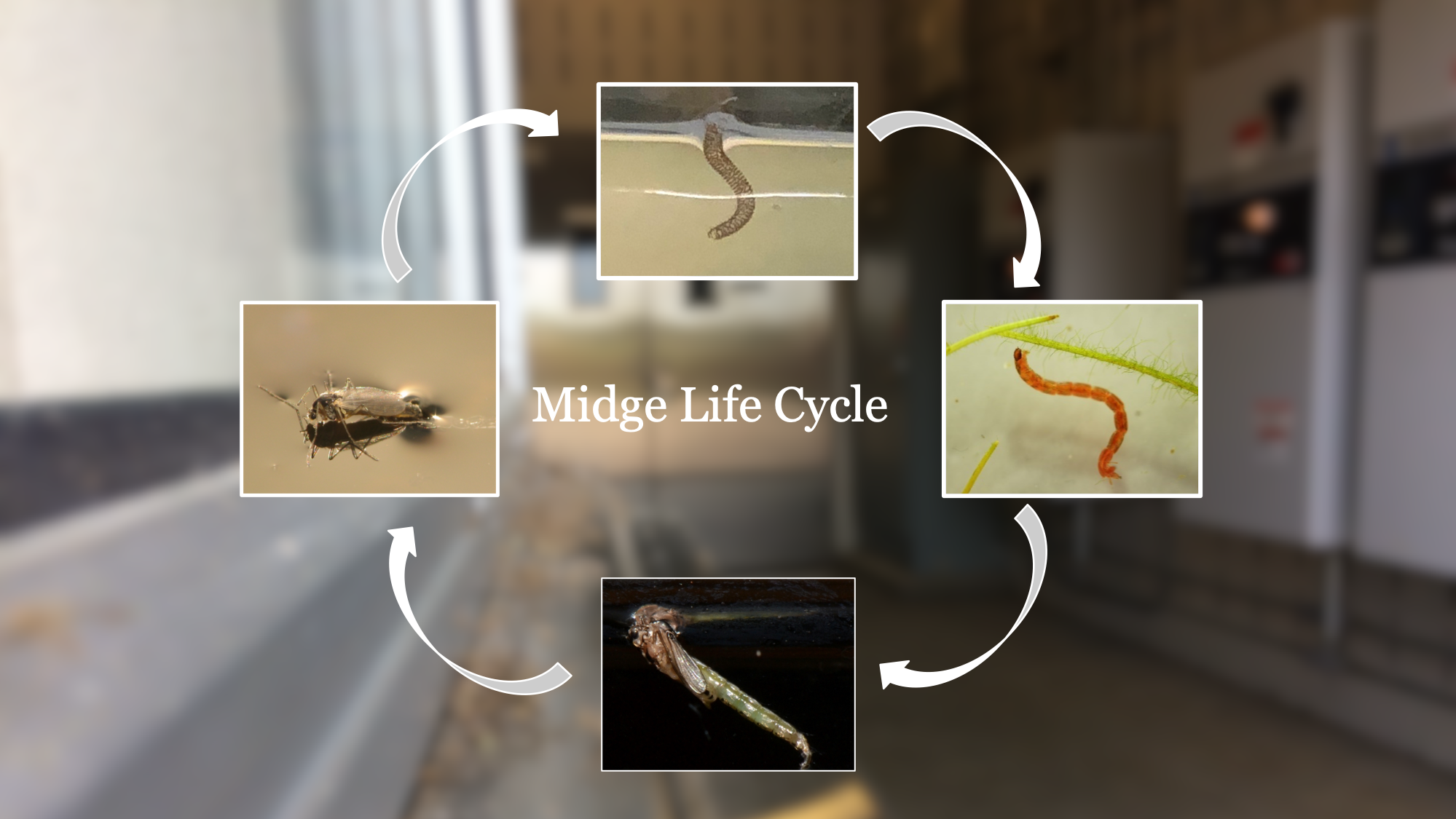 Midge Life Cycle | BRODIE BUG LAB